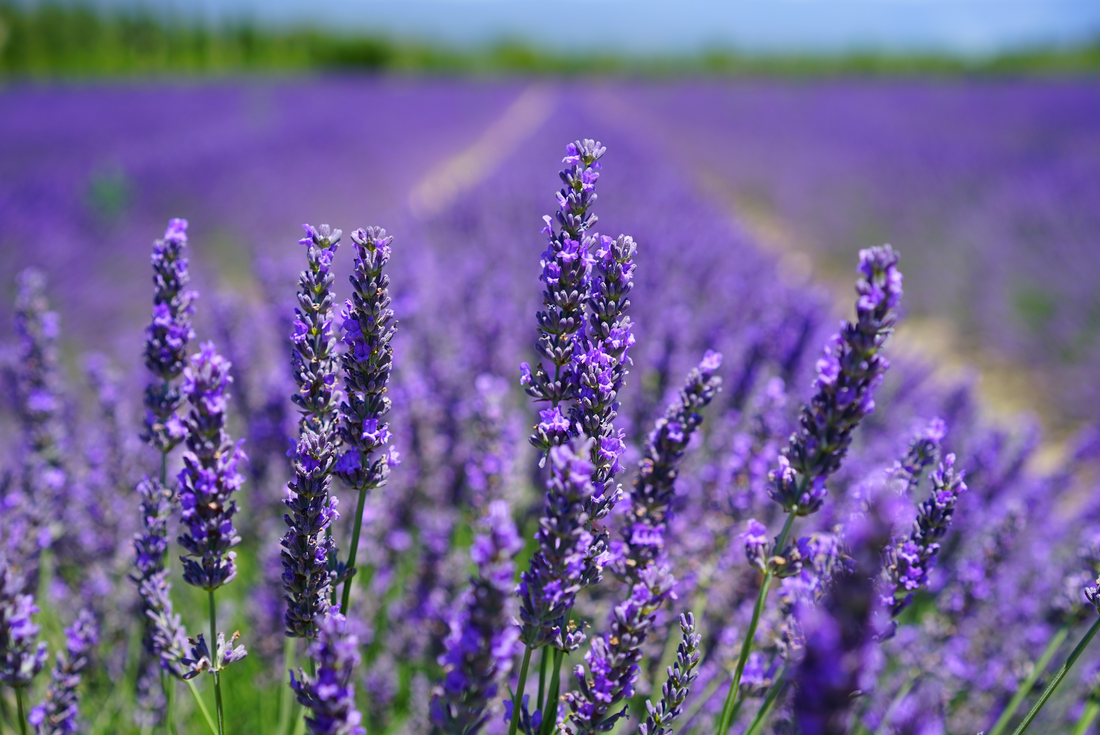 Lavender Meadows Farm